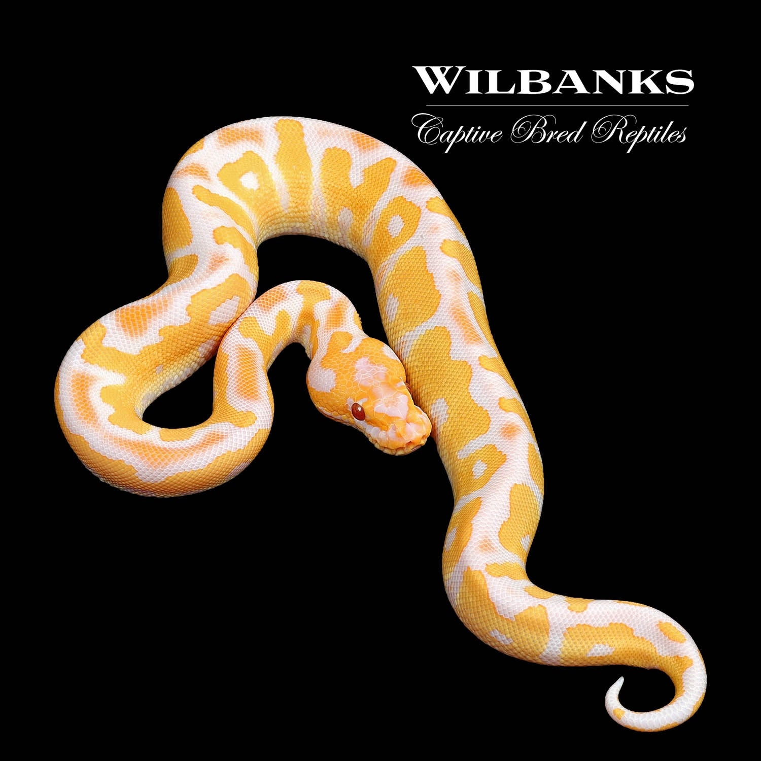 Lavender Albino Clown Ball Python by Wilbanks Captive Bred Reptiles ...