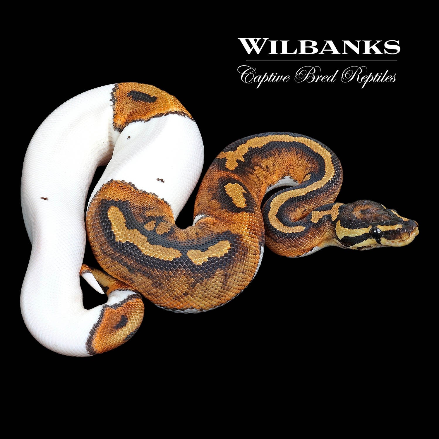 Pied Ball Python by Wilbanks Captive Bred Reptiles - MorphMarket