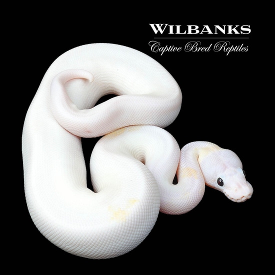 Super Fire Ball Python by Wilbanks Captive Bred Reptiles
