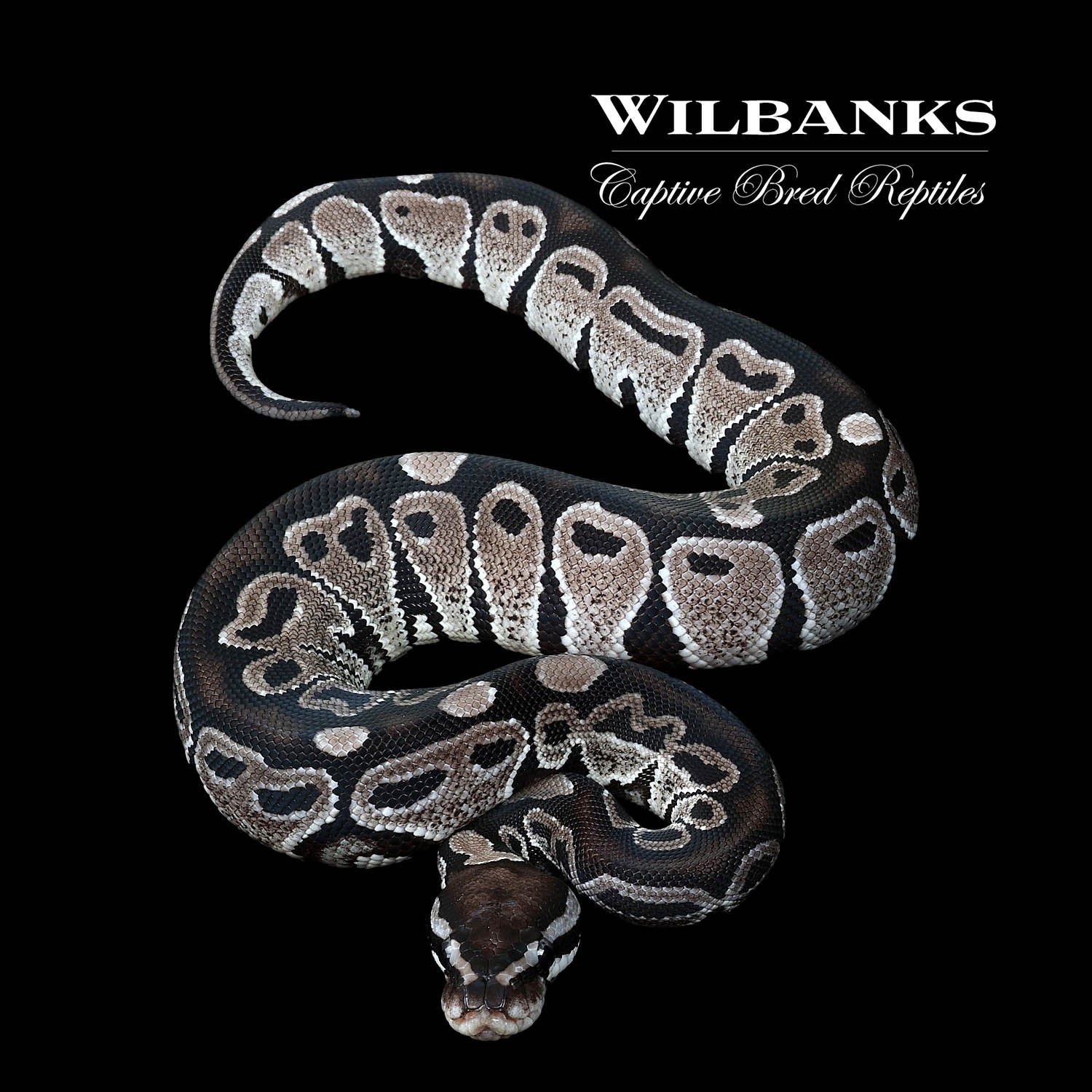 Axanthic (VPI) Ball Python by Wilbanks Captive Bred Reptiles - MorphMarket