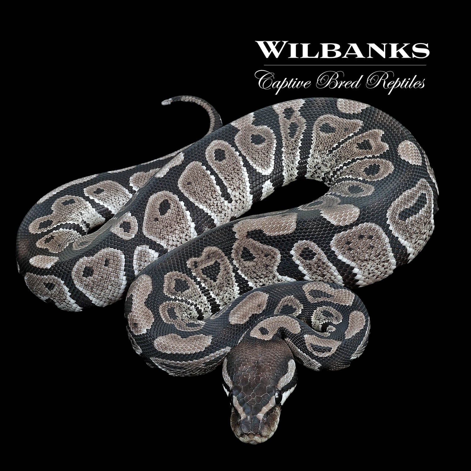 Axanthic (VPI) Ball Python by Wilbanks Captive Bred Reptiles - MorphMarket