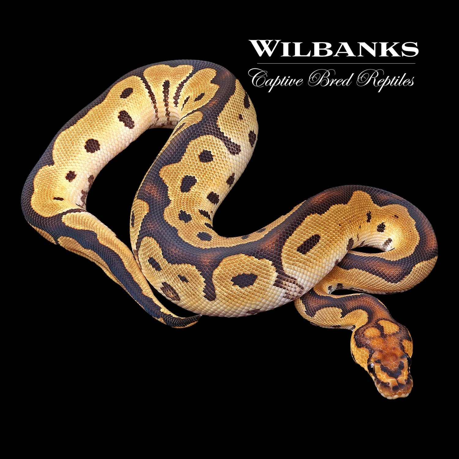 Clown Ball Python by Wilbanks Captive Bred Reptiles - MorphMarket