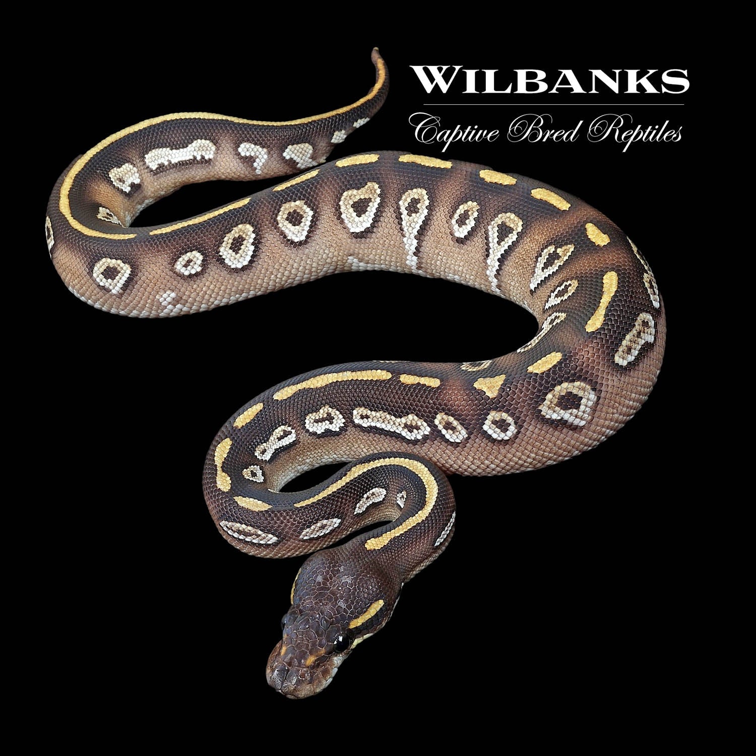 Blackhead Mojave Ball Python by Wilbanks Captive Bred Reptiles ...