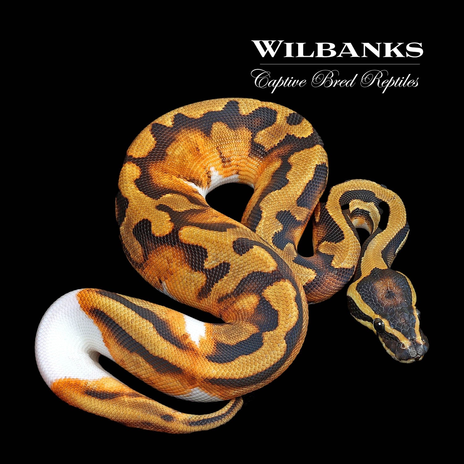 Enchi Pied Ball Python by Wilbanks Captive Bred Reptiles - MorphMarket