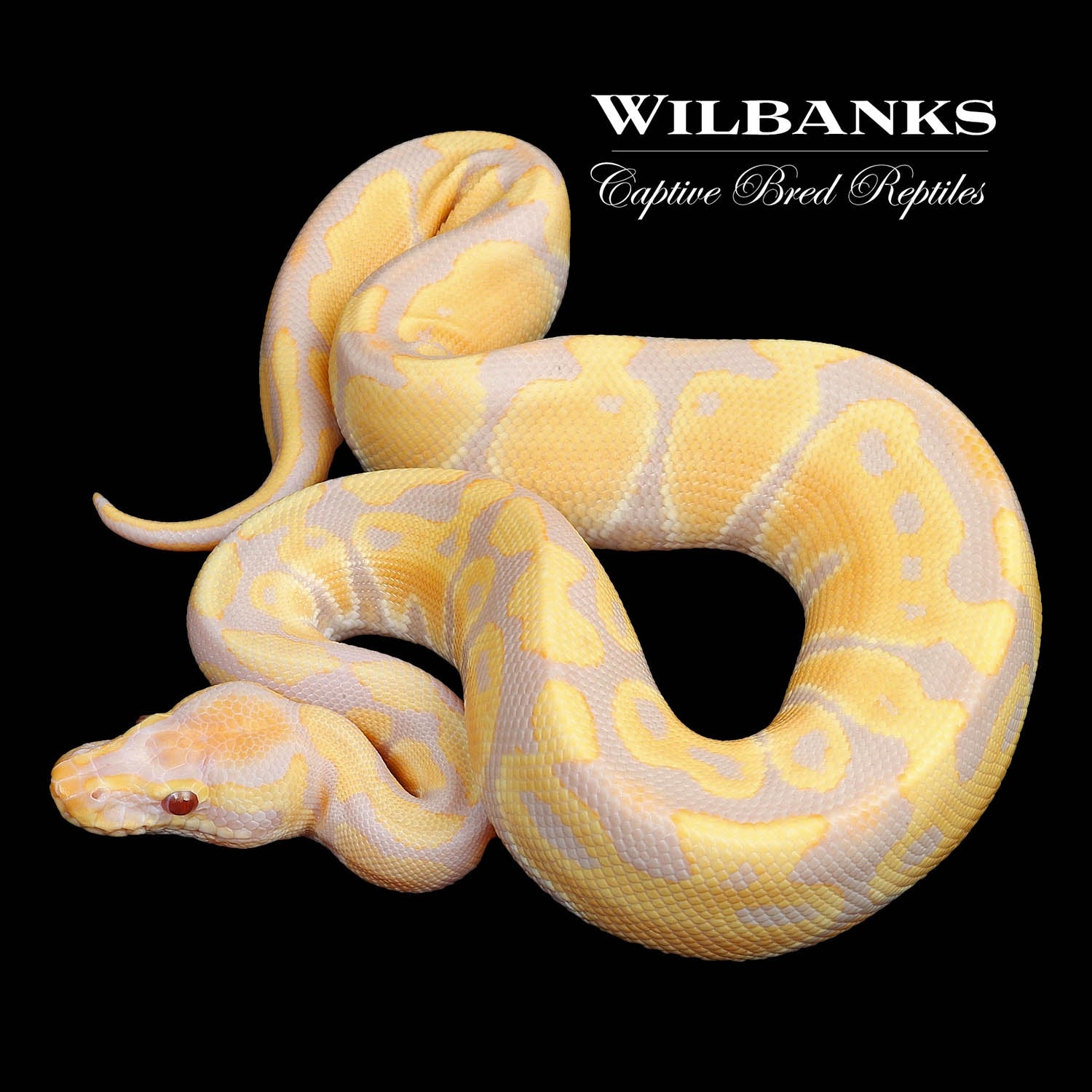 Candy Ball Python by Wilbanks Captive Bred Reptiles - MorphMarket