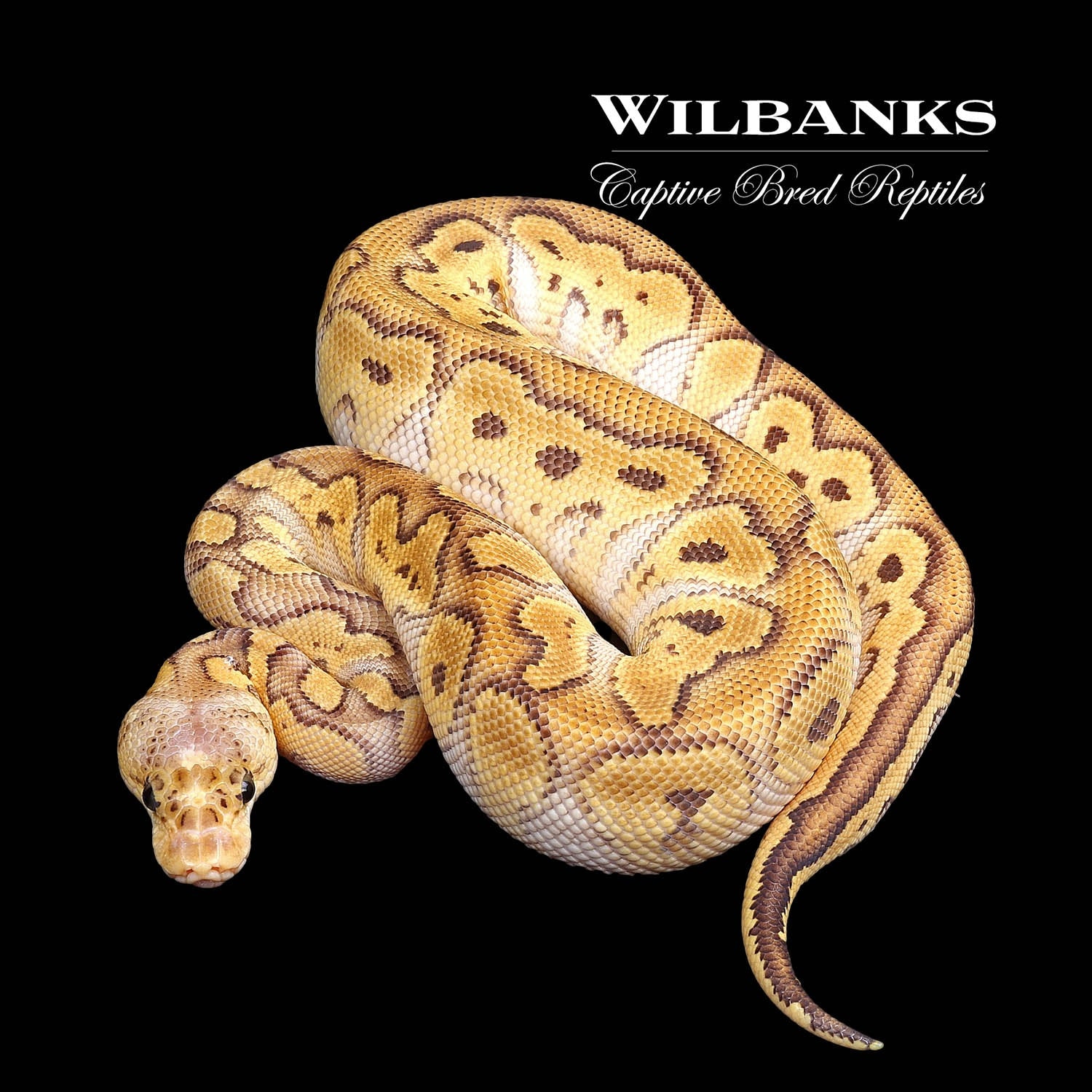 Pastave Clown Ball Python by Wilbanks Captive Bred Reptiles - MorphMarket