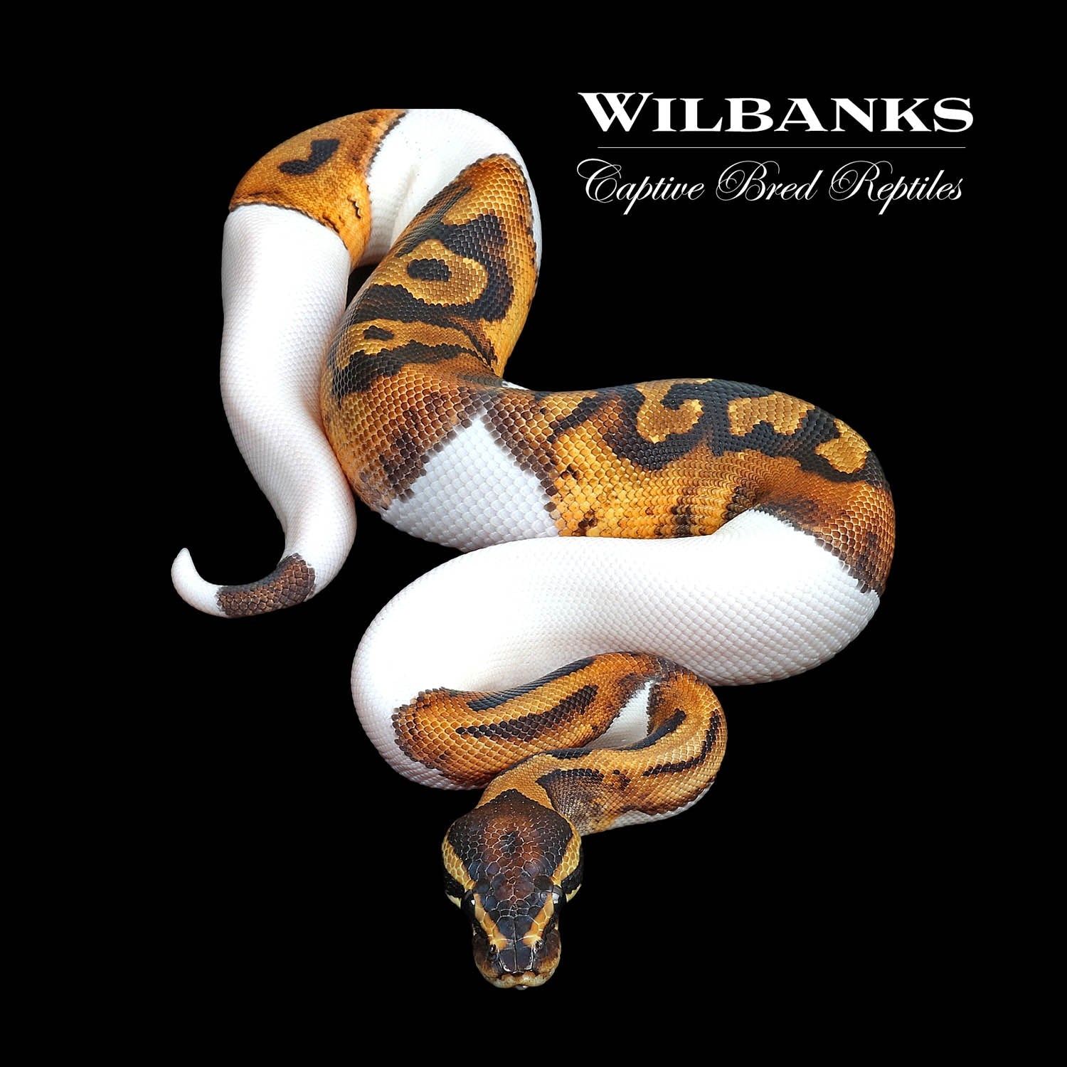 Pied Ball Python by Wilbanks Captive Bred Reptiles - MorphMarket