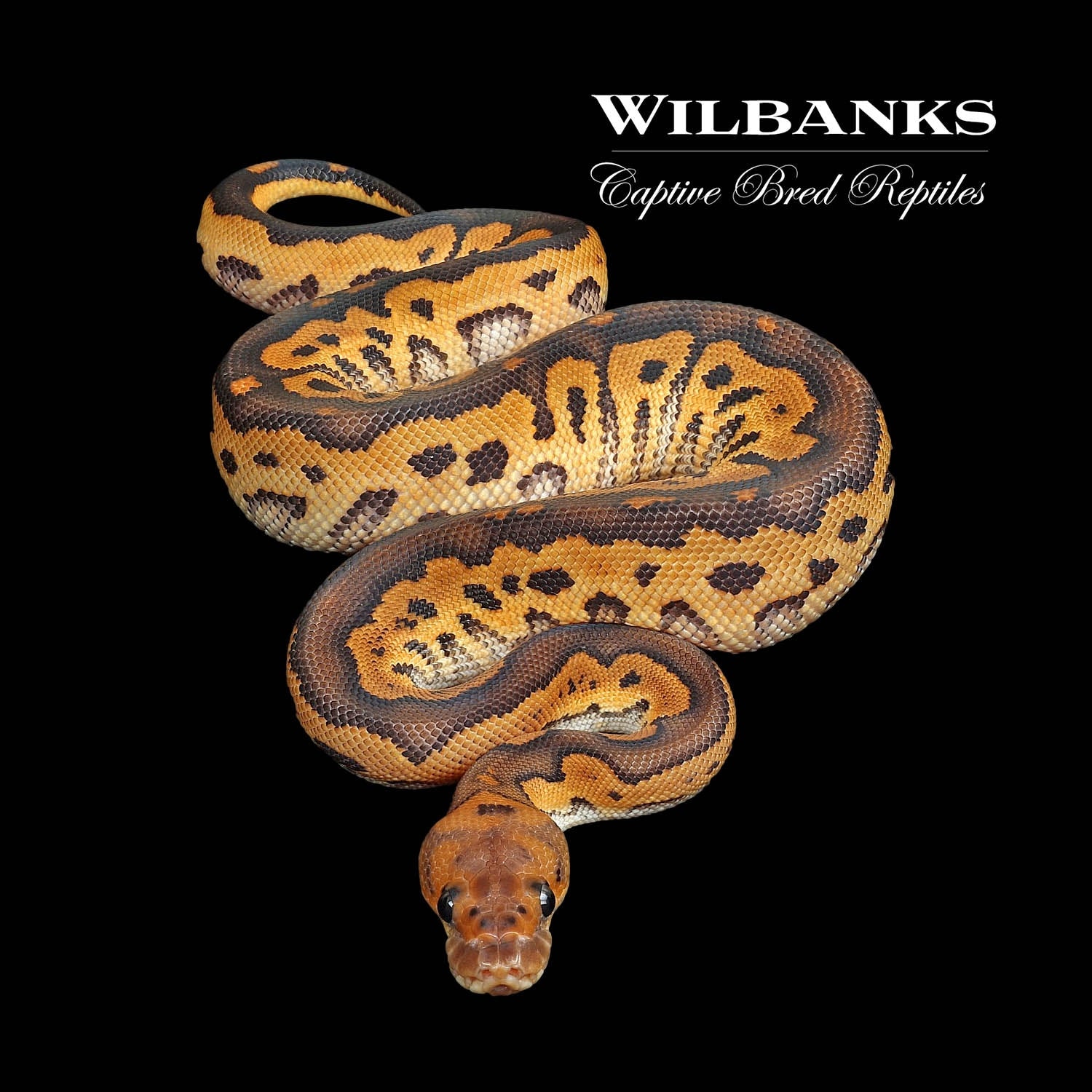 Black Pastel Clown Ball Python by Wilbanks Captive Bred Reptiles ...