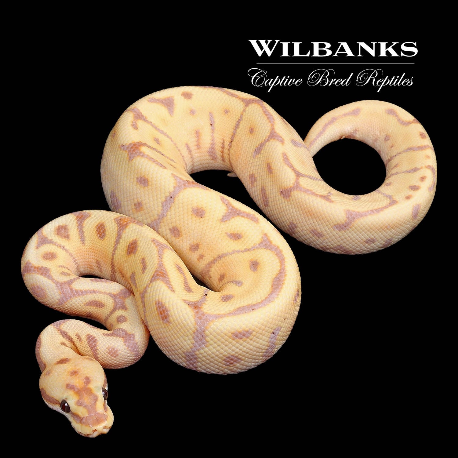 Banana Leopard Spider Ball Python by Wilbanks Captive Bred Reptiles ...
