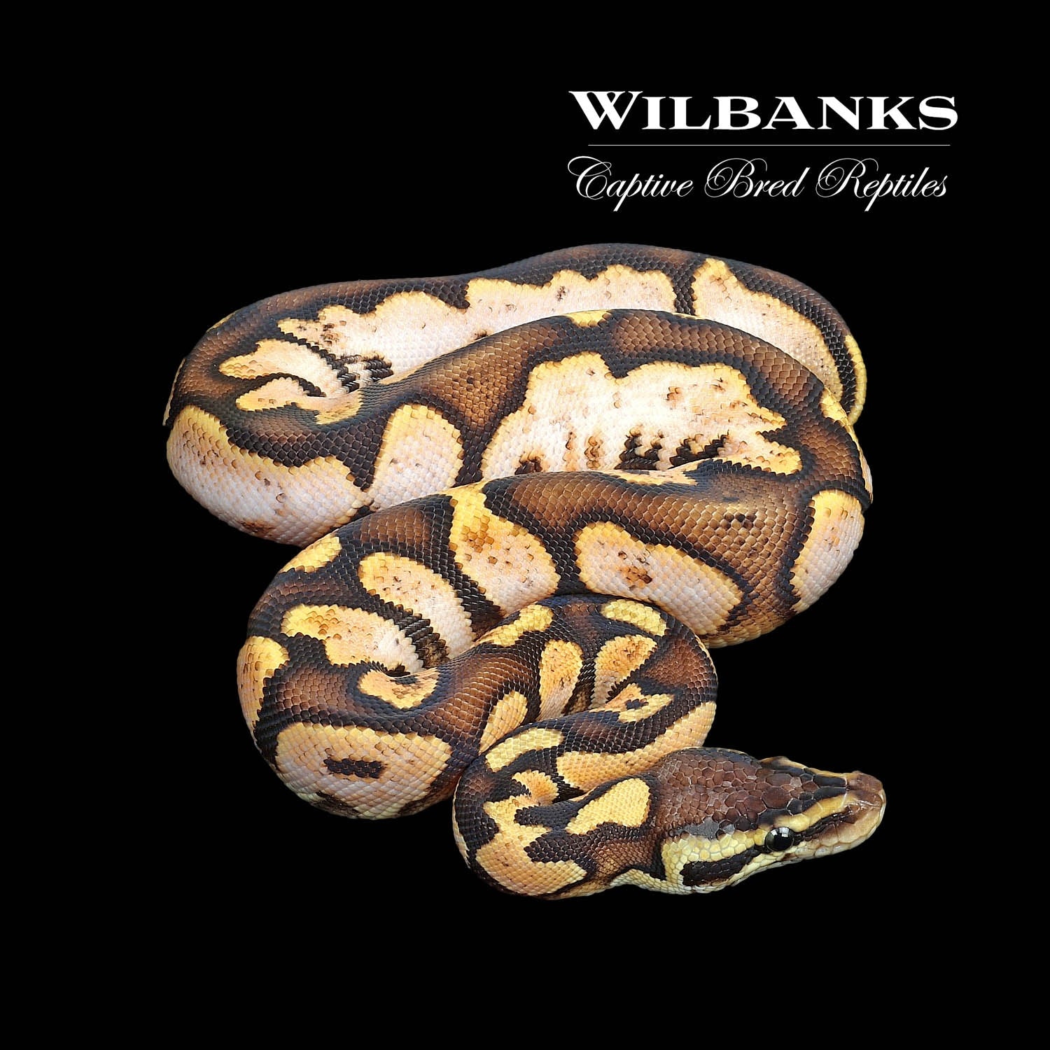 Pastel Sugar Ball Python by Wilbanks Captive Bred Reptiles - MorphMarket