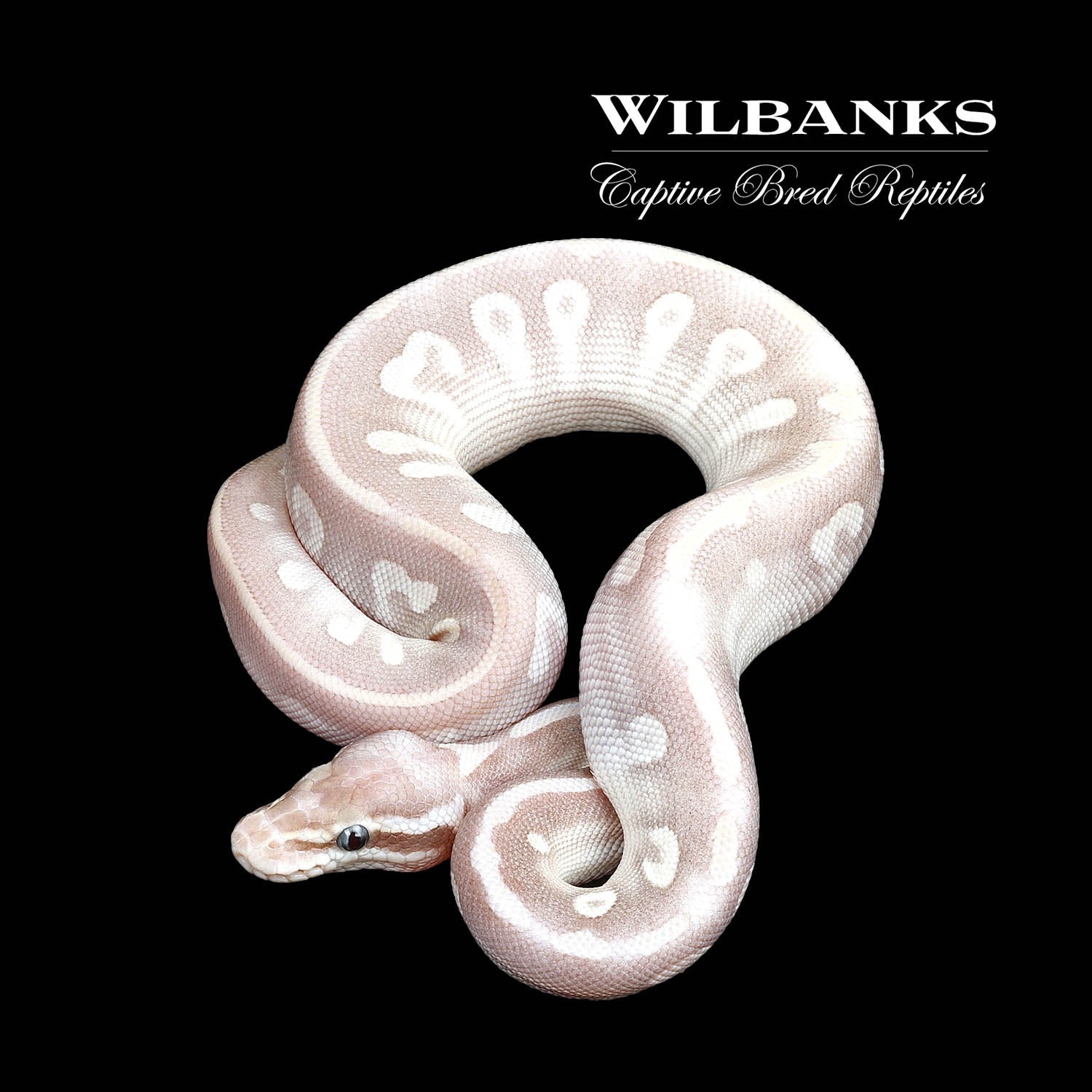 Pastel Purple Passion Ball Python by Wilbanks Captive Bred Reptiles ...