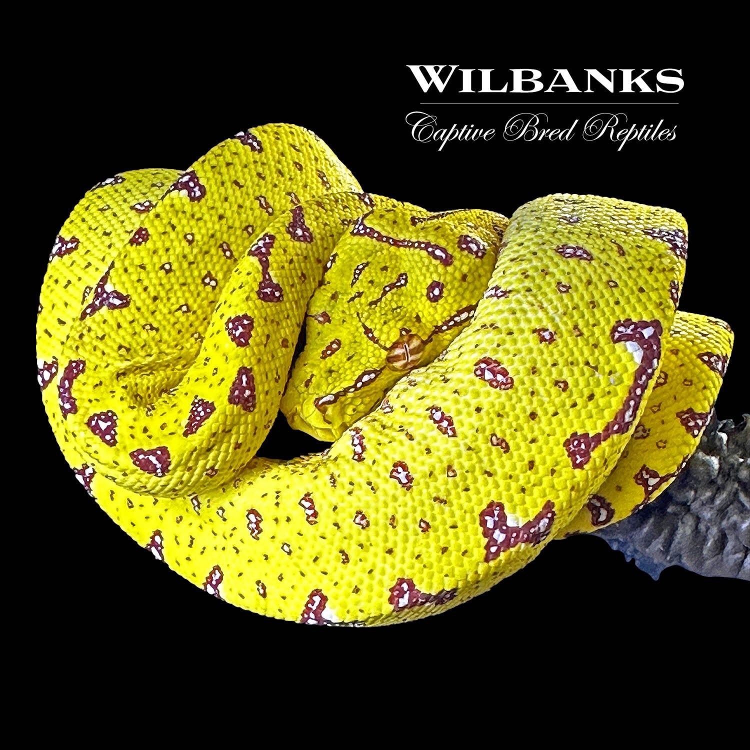 Biak Green Tree Python by Wilbanks Captive Bred Reptiles - MorphMarket