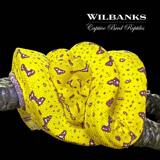 Biak Green Tree Python by Wilbanks Captive Bred Reptiles