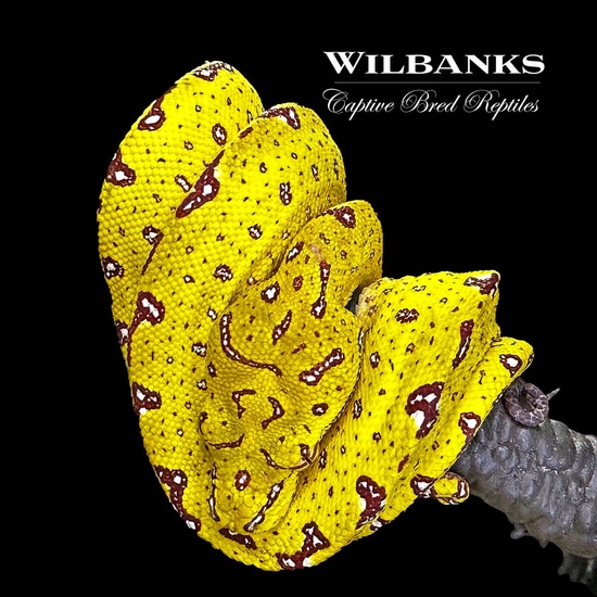 Biak Green Tree Python by Wilbanks Captive Bred Reptiles