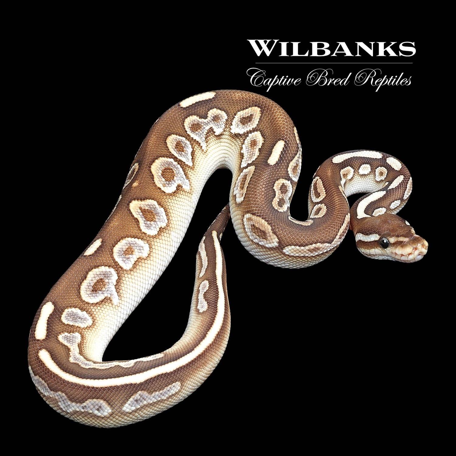 Cinnamon Butter Sugar Ball Python by Wilbanks Captive Bred Reptiles ...
