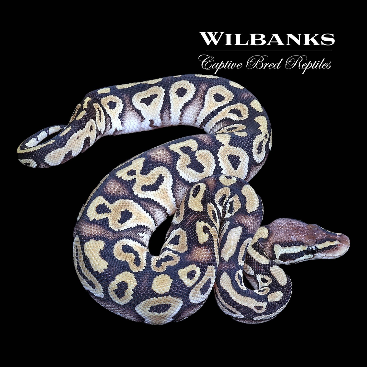 Pastel Phantom Ball Python by Wilbanks Captive Bred Reptiles - MorphMarket