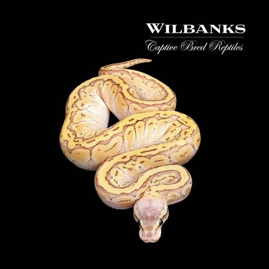 Emperor Pin Yellow Belly Or Asphalt Ball Python by Wilbanks Captive ...