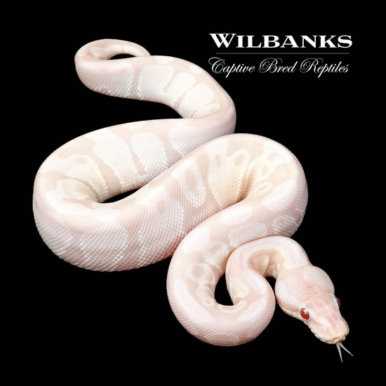 Lavender Snow Ball Python by Wilbanks Captive Bred Reptiles