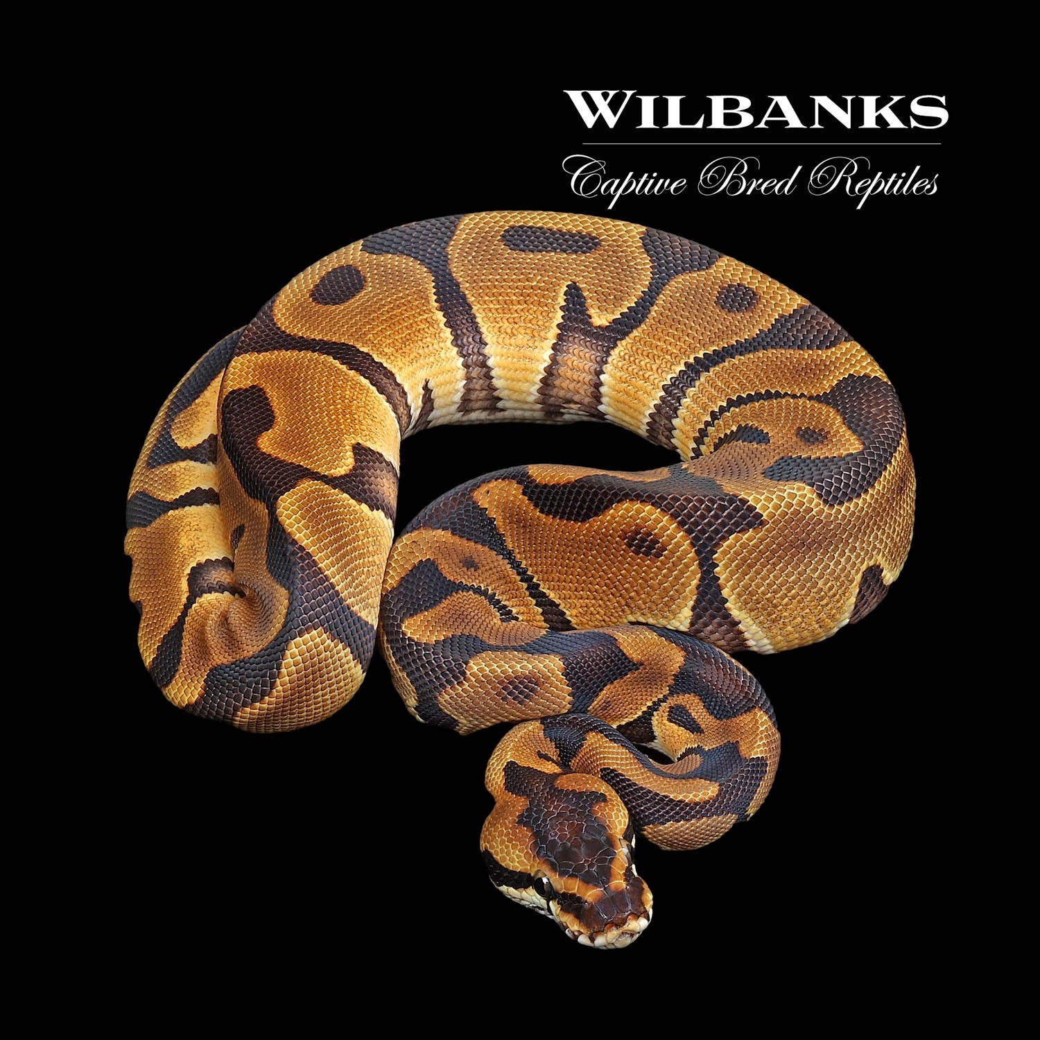 Leopard Enchi 100% Het. Albino Ball Python by Wilbanks Captive Bred Reptiles - MorphMarket
