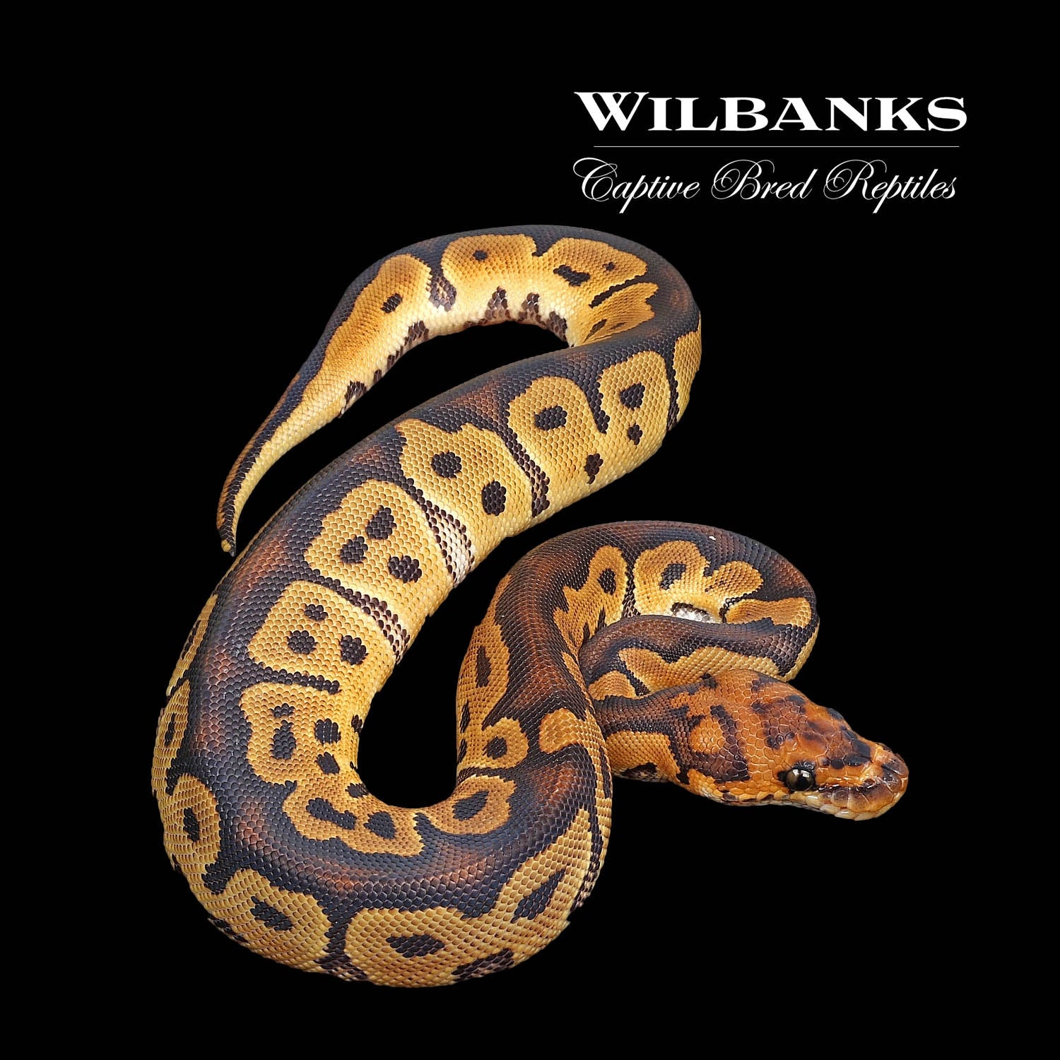 Yellow Belly Clown Ball Python by Wilbanks Captive Bred Reptiles ...