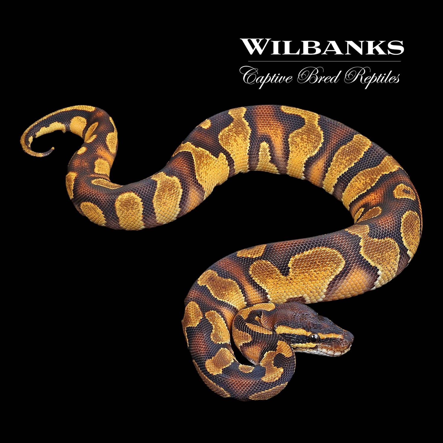 Blackhead Enchi Ball Python by Wilbanks Captive Bred Reptiles - MorphMarket