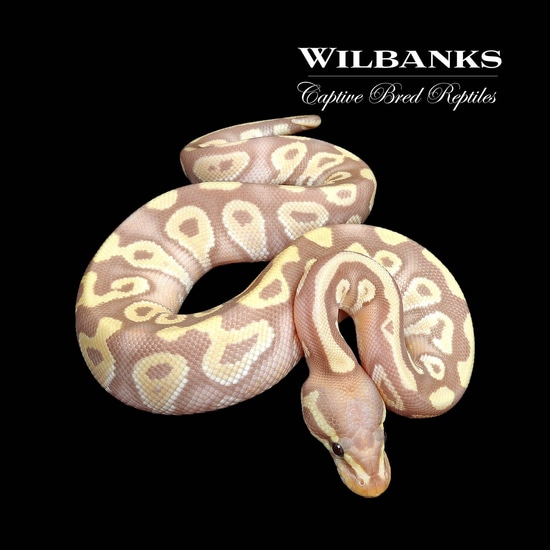 Banana Mojave Ball Python by Wilbanks Captive Bred Reptiles