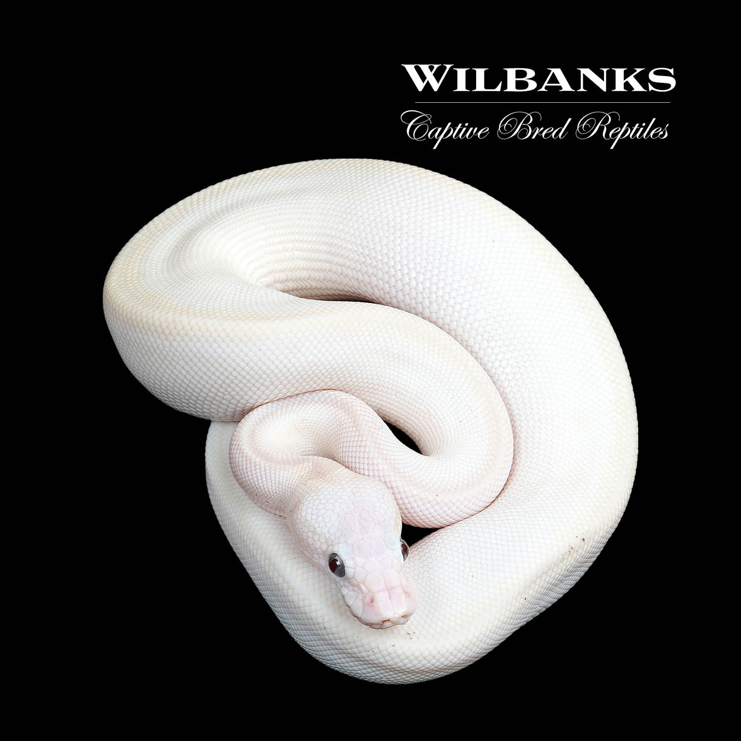 Blue Eyed Leucistic (Lucy) (Butter Mojave) Ball Python by Wilbanks ...