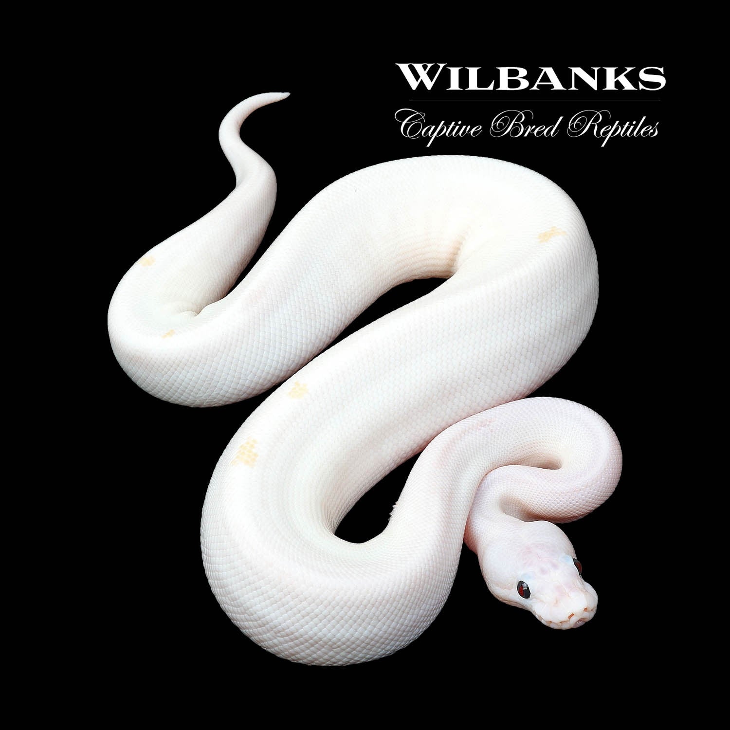 Super Fire Ball Python by Wilbanks Captive Bred Reptiles - MorphMarket