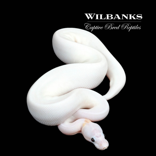 Super Fire Ball Python by Wilbanks Captive Bred Reptiles