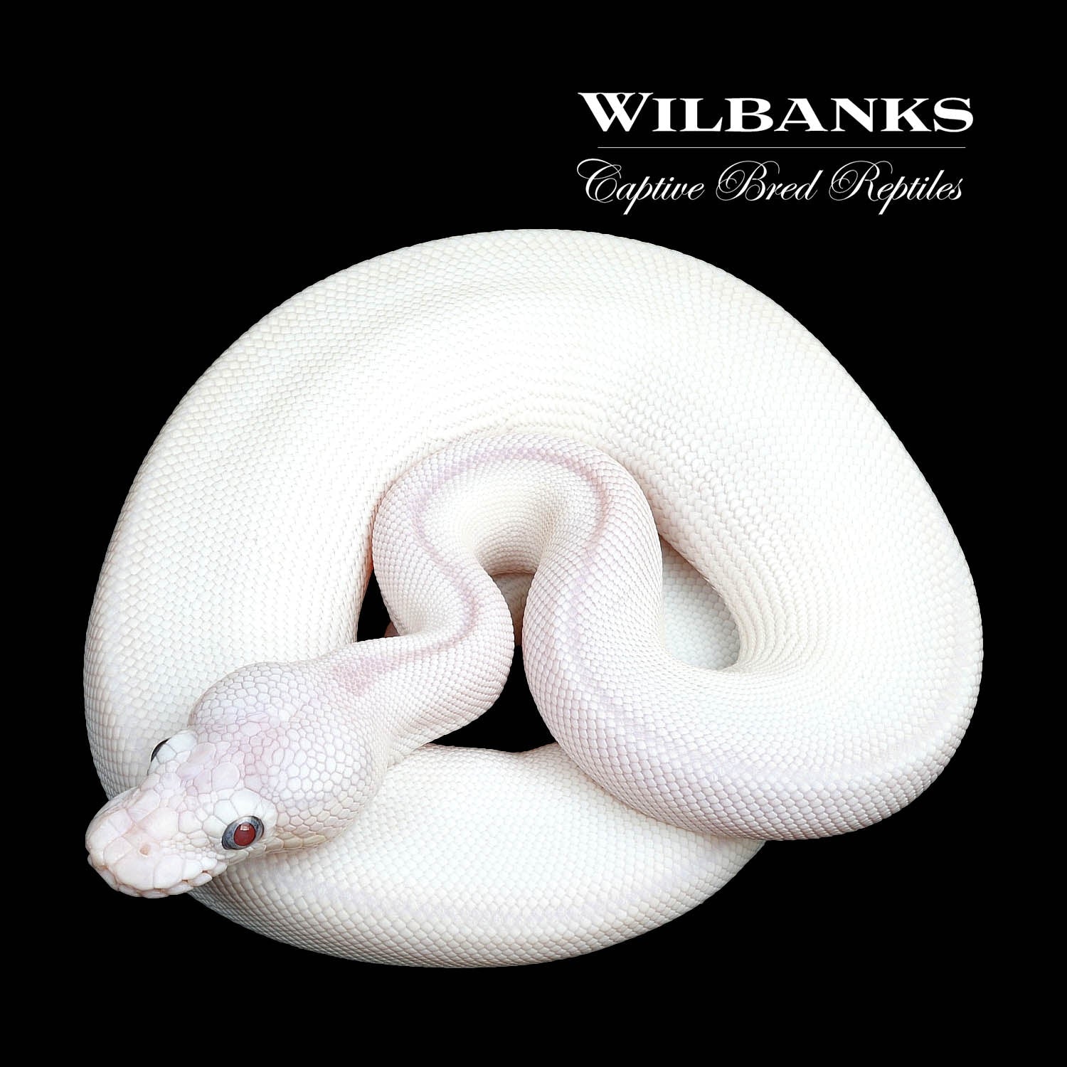 Blue Eyed Leucistic (Lucy) (Mojave Butter) Ball Python by Wilbanks ...
