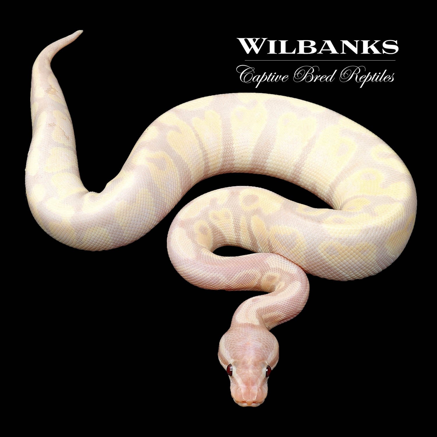 Super Banana Ball Python by Wilbanks Captive Bred Reptiles - MorphMarket
