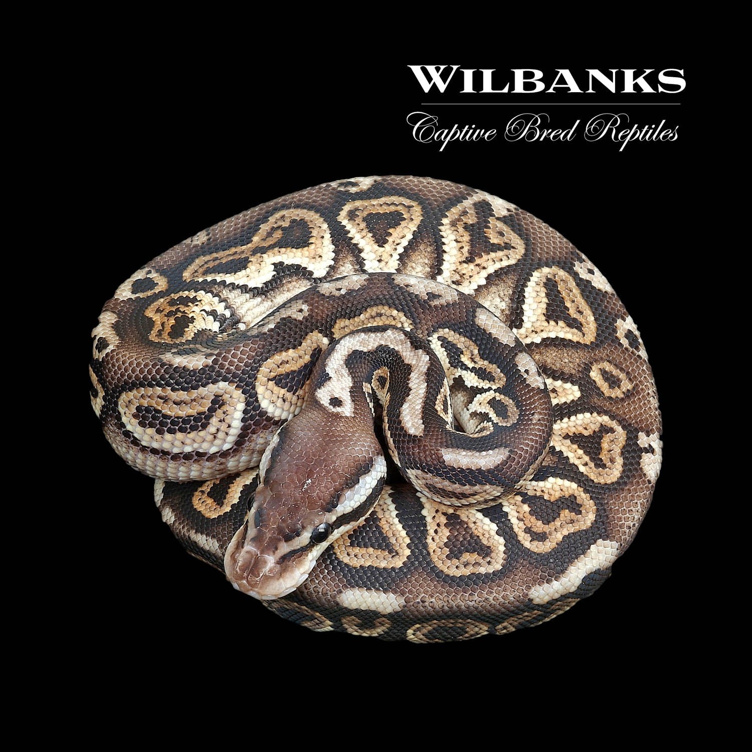 Black Pewter Ball Python by Wilbanks Captive Bred Reptiles - MorphMarket