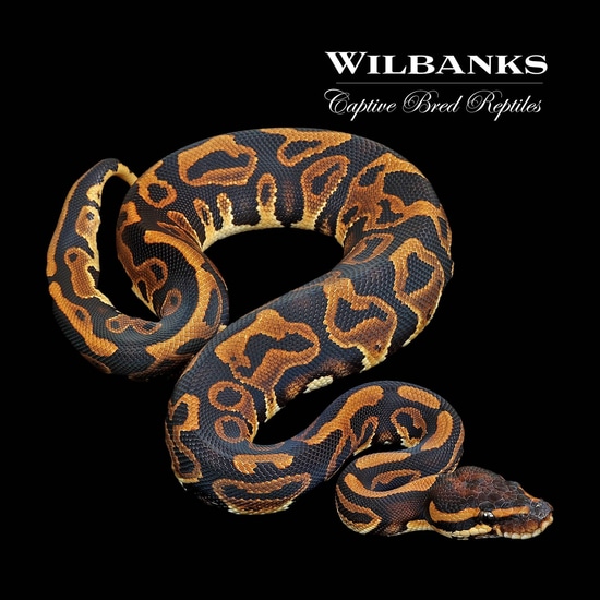 Leopard Ball Python by Wilbanks Captive Bred Reptiles