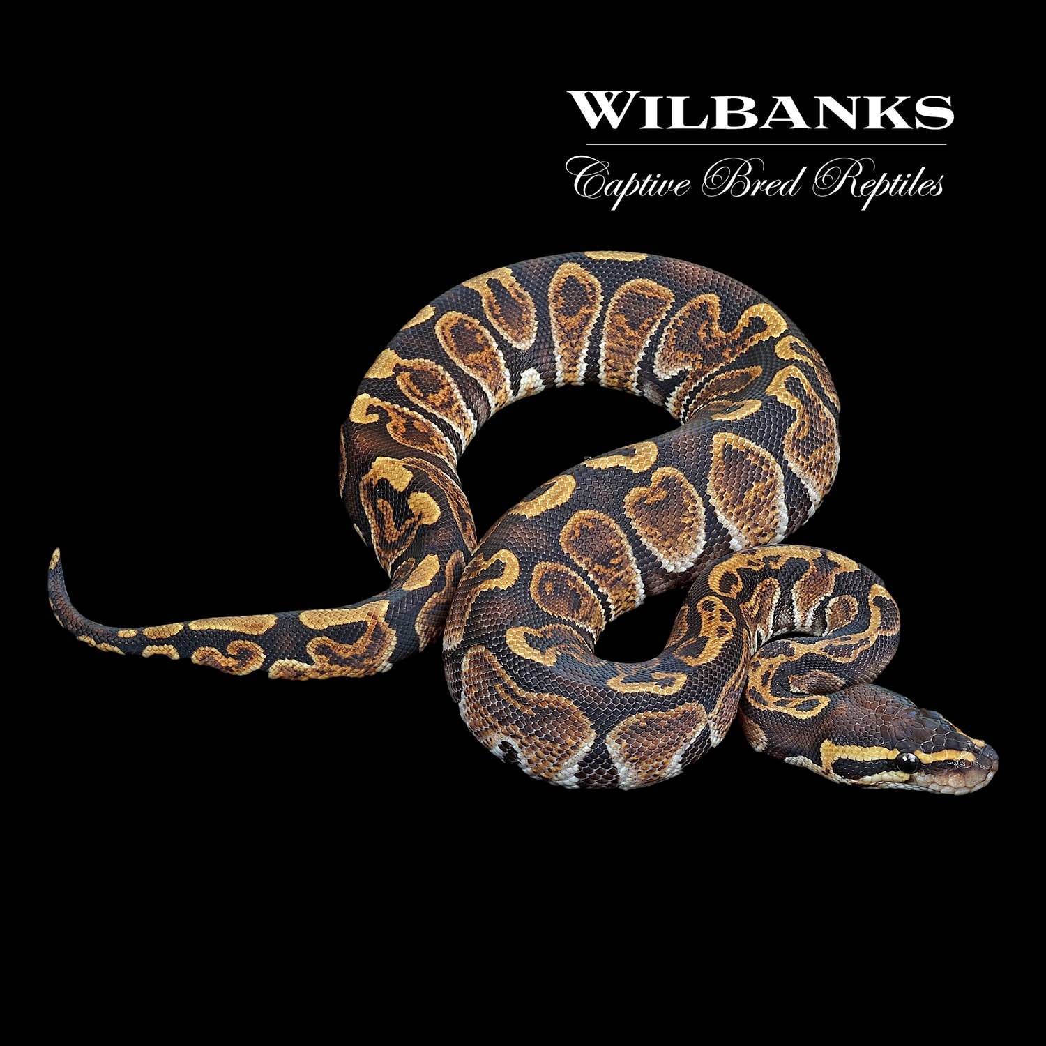 GHI Ball Python by Wilbanks Captive Bred Reptiles - MorphMarket