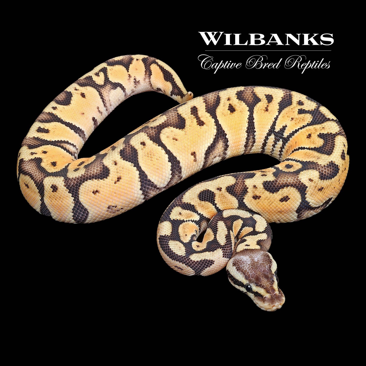 Super Pastel Orange Dream Ball Python by Wilbanks Captive Bred Reptiles ...