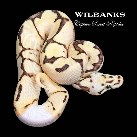 Orange Dream Fire Bee Ball Python by Wilbanks Captive Bred Reptiles
