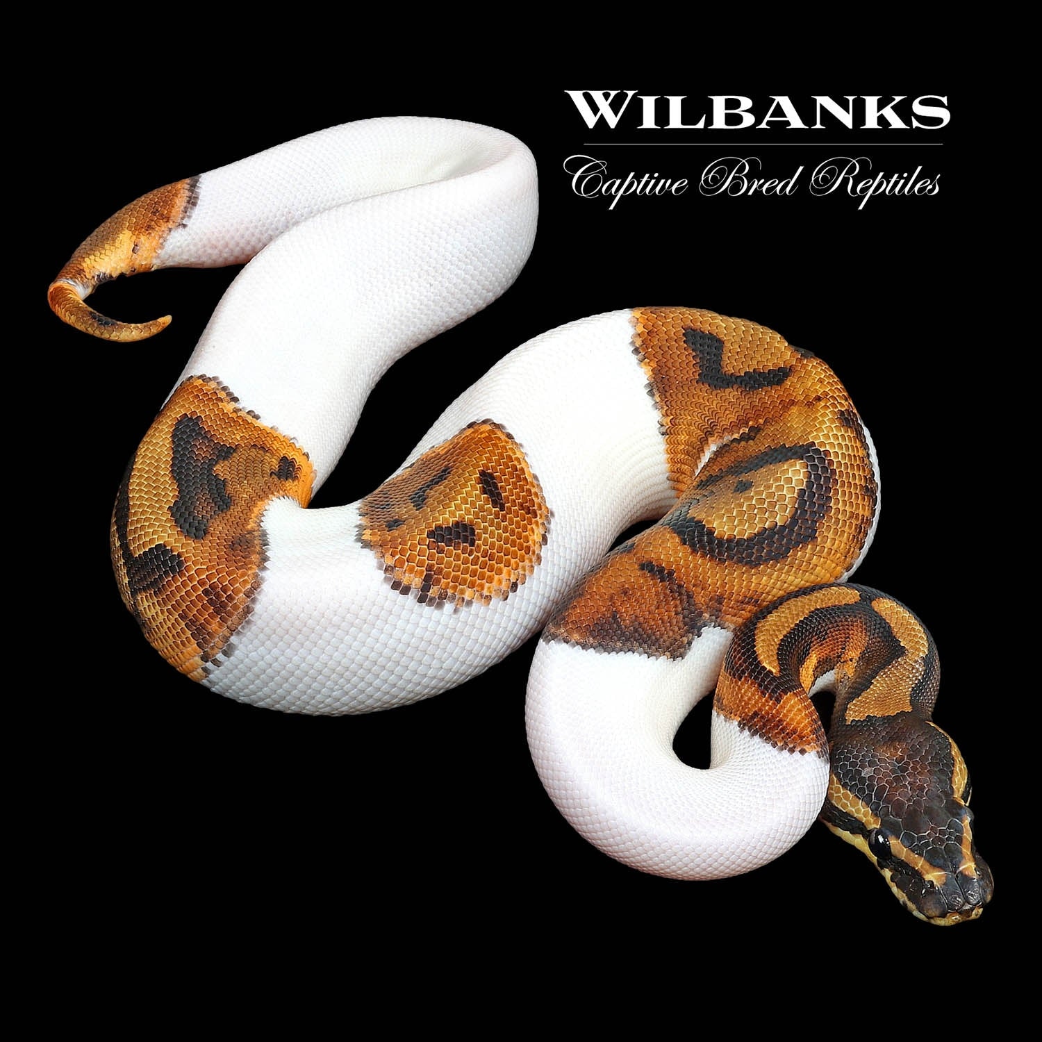 Pied (Smiley Face) Ball Python by Wilbanks Captive Bred Reptiles ...