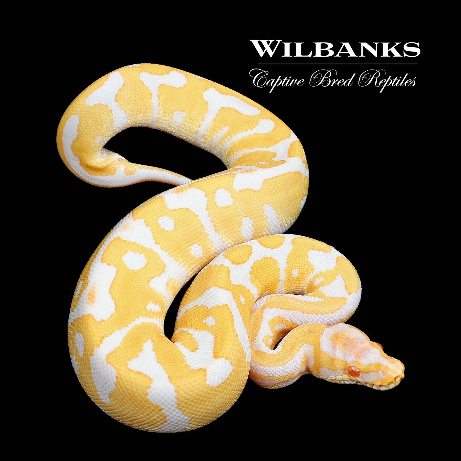 Albino Leopard Ball Python by Wilbanks Captive Bred Reptiles - MorphMarket