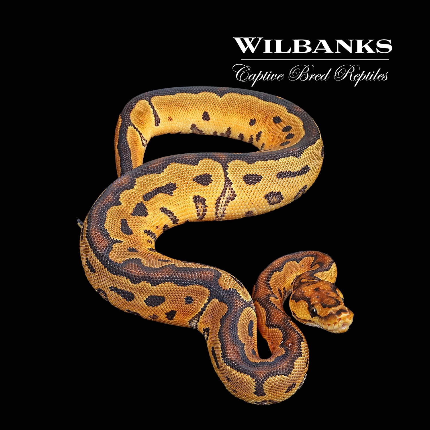 Clown Ball Python by Wilbanks Captive Bred Reptiles - MorphMarket