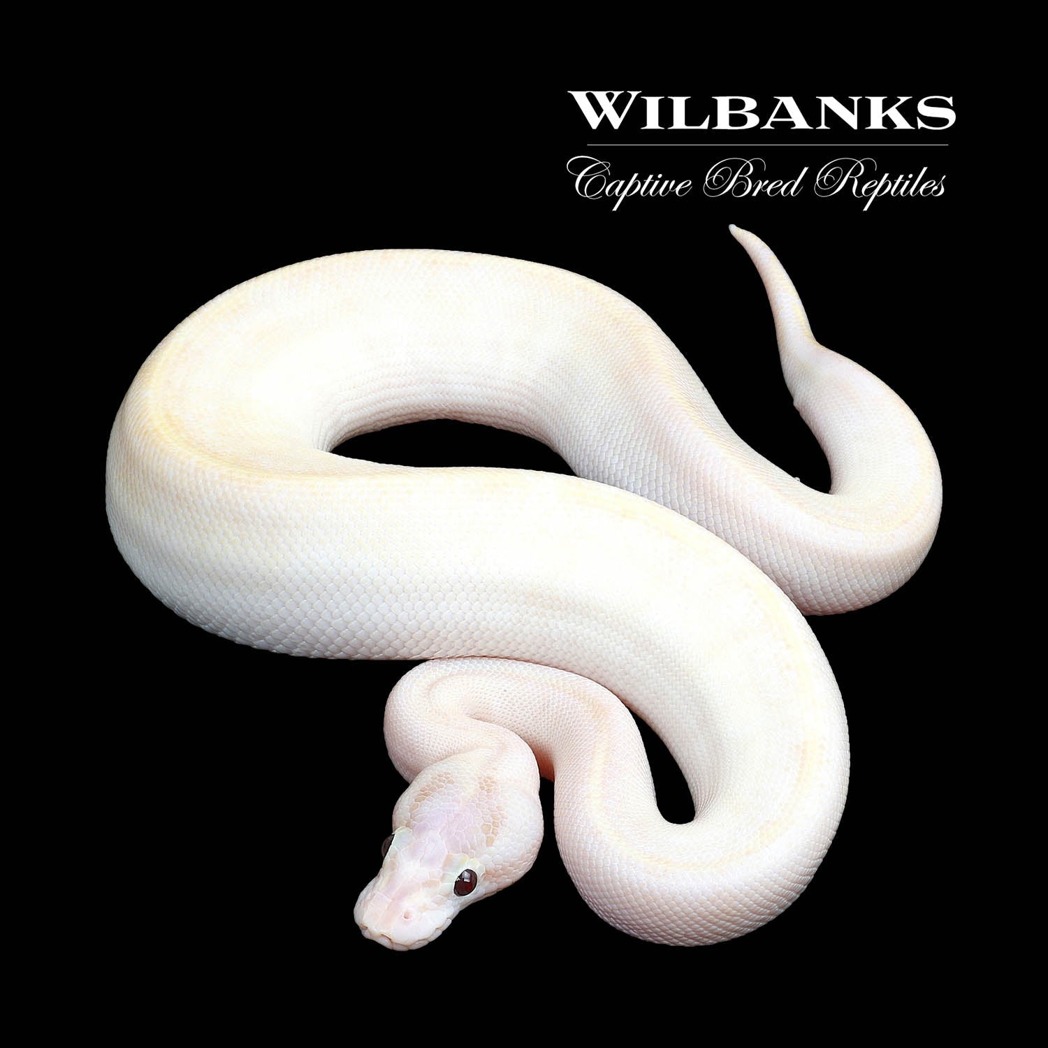 Banana Ivory Ball Python by Wilbanks Captive Bred Reptiles - MorphMarket