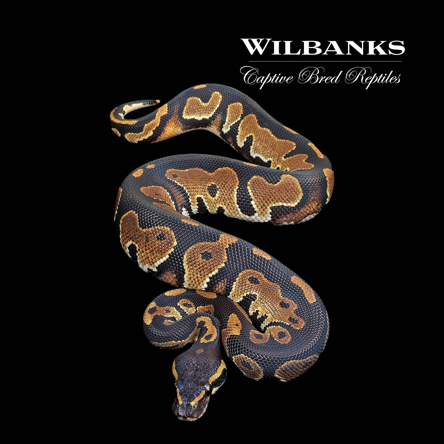 Blackhead 100% Het. Pied Ball Python by Wilbanks Captive Bred Reptiles ...