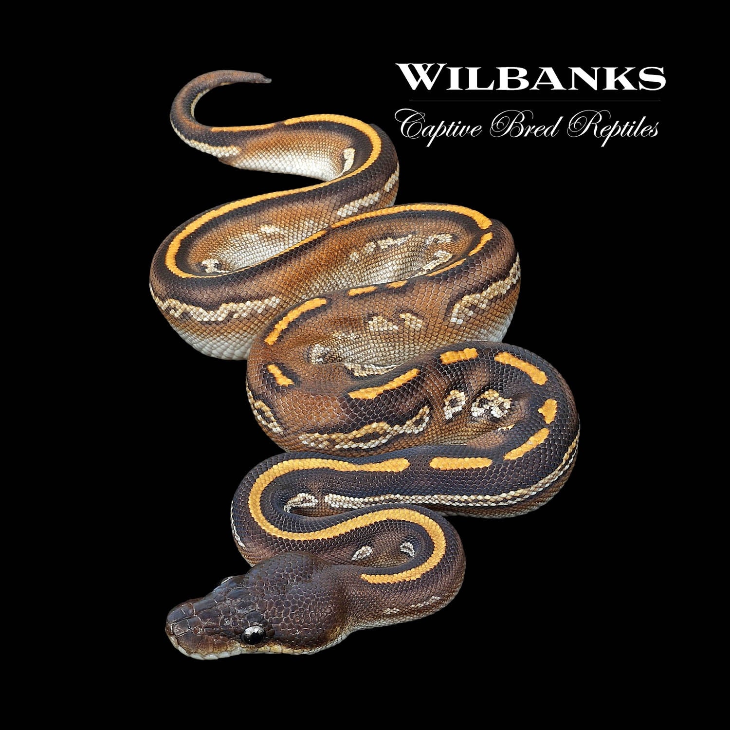 Red Gene Blackhead Huffman Mojave Yellow Belly Ball Python by Wilbanks ...