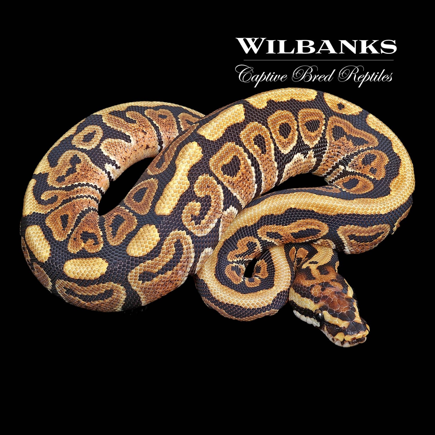 Spotnose 100% Het. Clown Ball Python by Wilbanks Captive Bred Reptiles ...