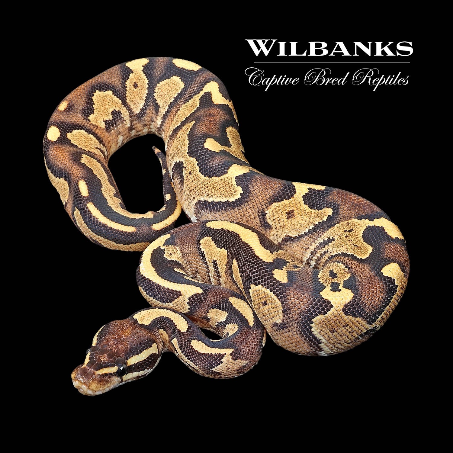 Blackhead Fire Yellow Belly Ball Python by Wilbanks Captive Bred ...