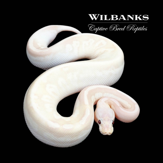 Super Banana Pewter Fire Ball Python by Wilbanks Captive Bred Reptiles