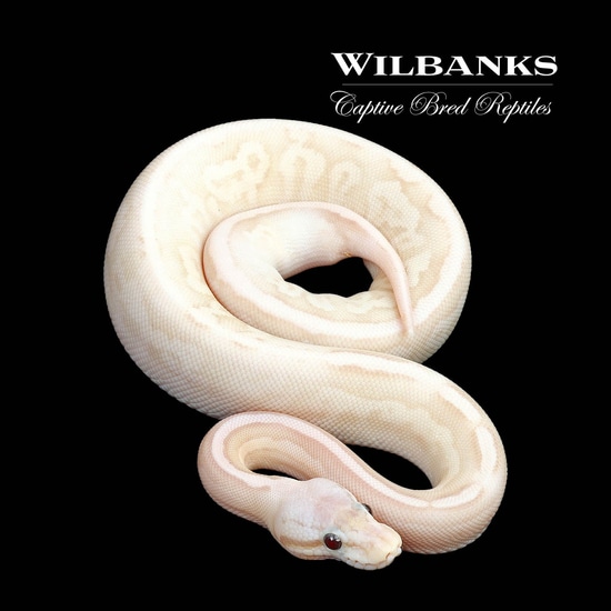 Banana Pewter Fire Ball Python by Wilbanks Captive Bred Reptiles