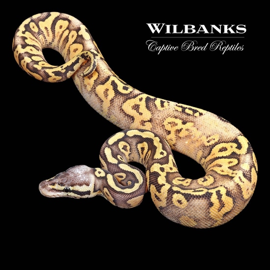 SuperFly Yellow Belly Ball Python by Wilbanks Captive Bred Reptiles