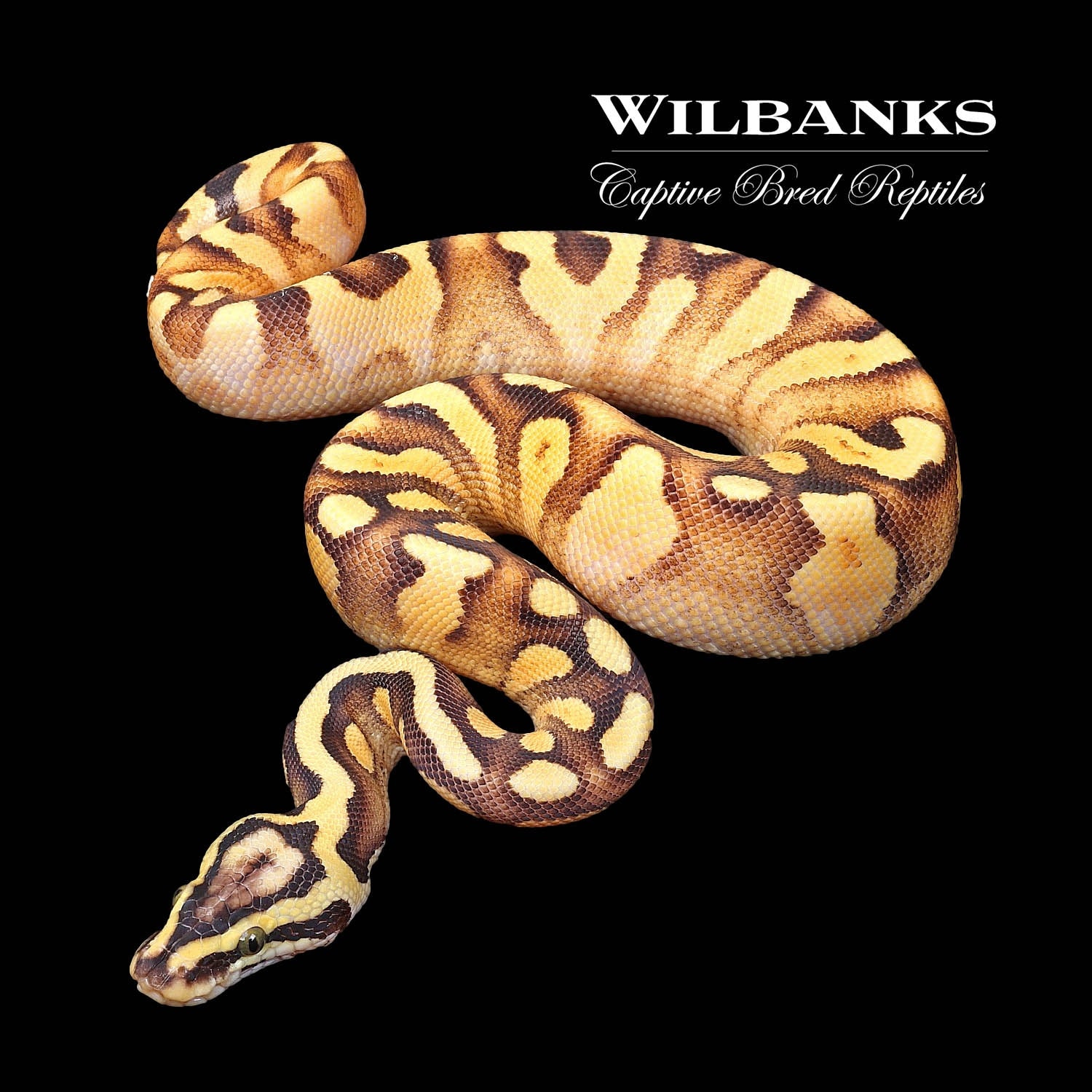 Pastel Enchi Sugar Ball Python by Wilbanks Captive Bred Reptiles ...