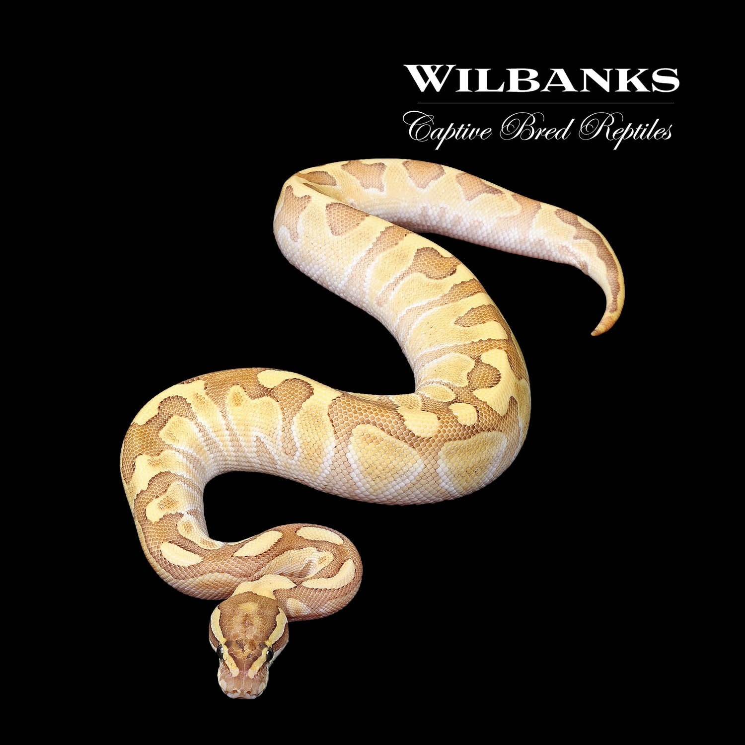 Nuclear Enchi Ball Python by Wilbanks Captive Bred Reptiles - MorphMarket