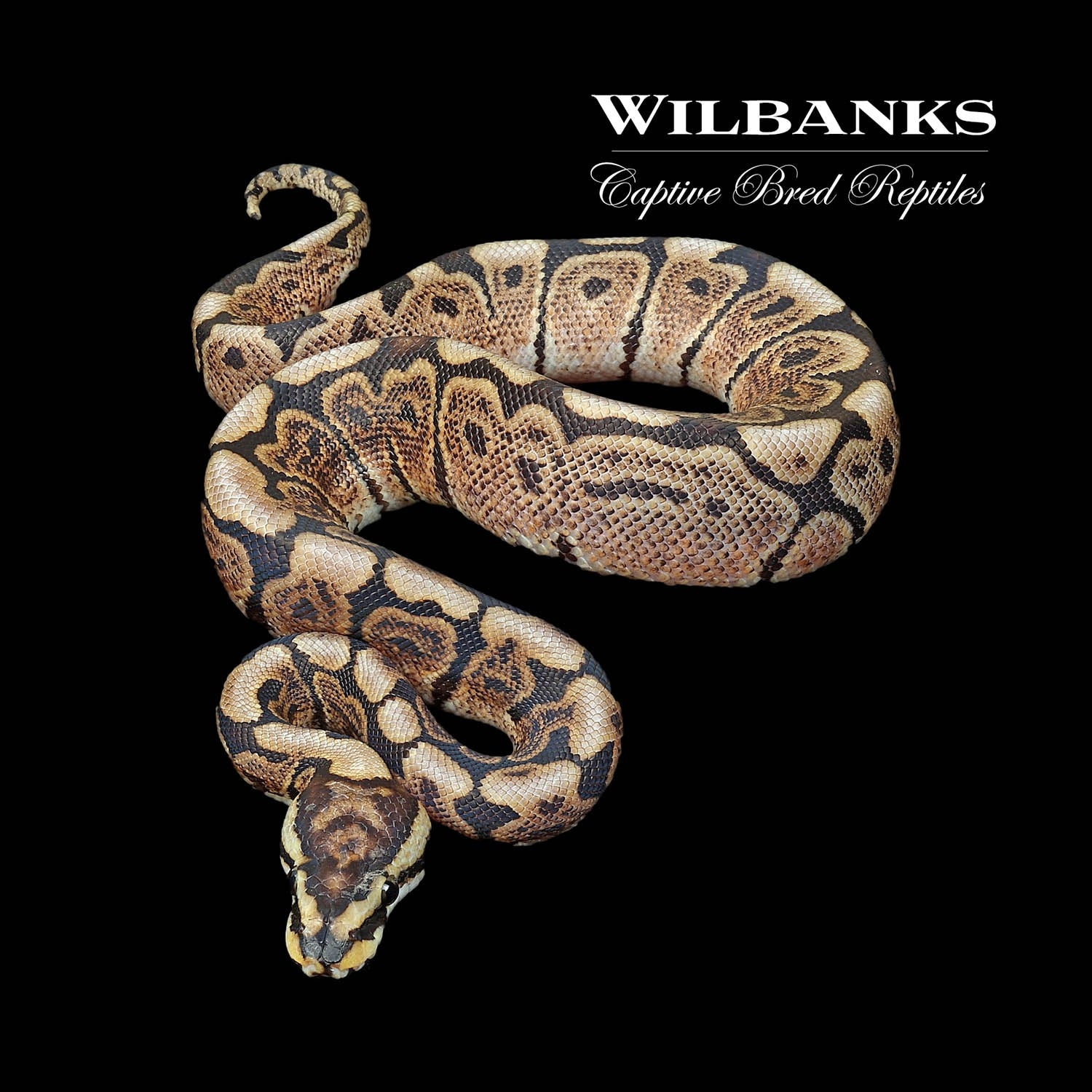 GHI Spider Ball Python by Wilbanks Captive Bred Reptiles - MorphMarket